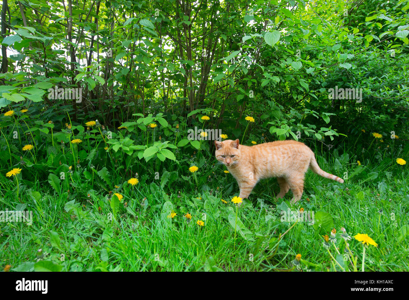 Red tabby cat in nature Stock Photo - Alamy