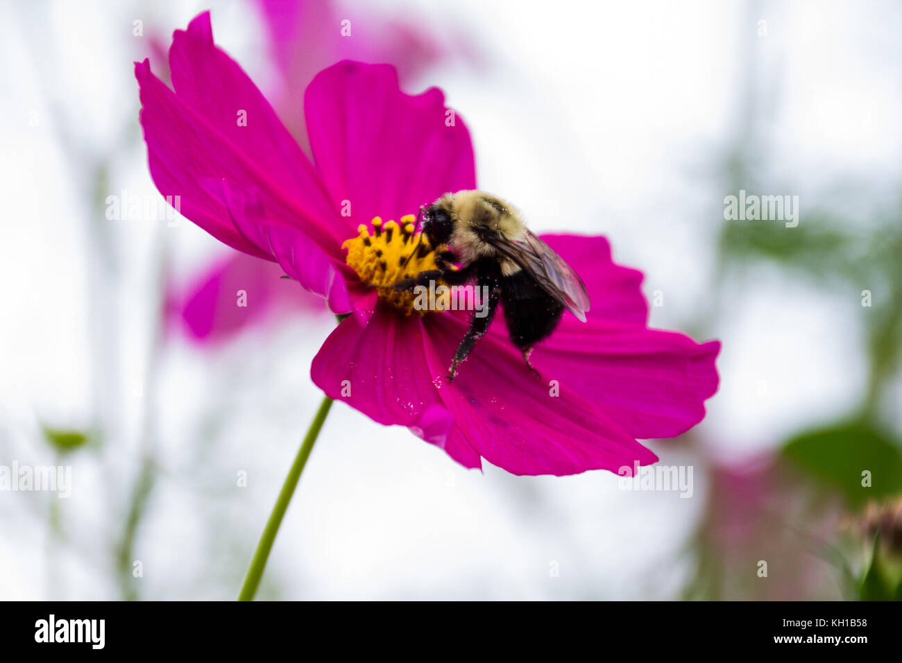 Bumble bee pollinating Stock Photo - Alamy