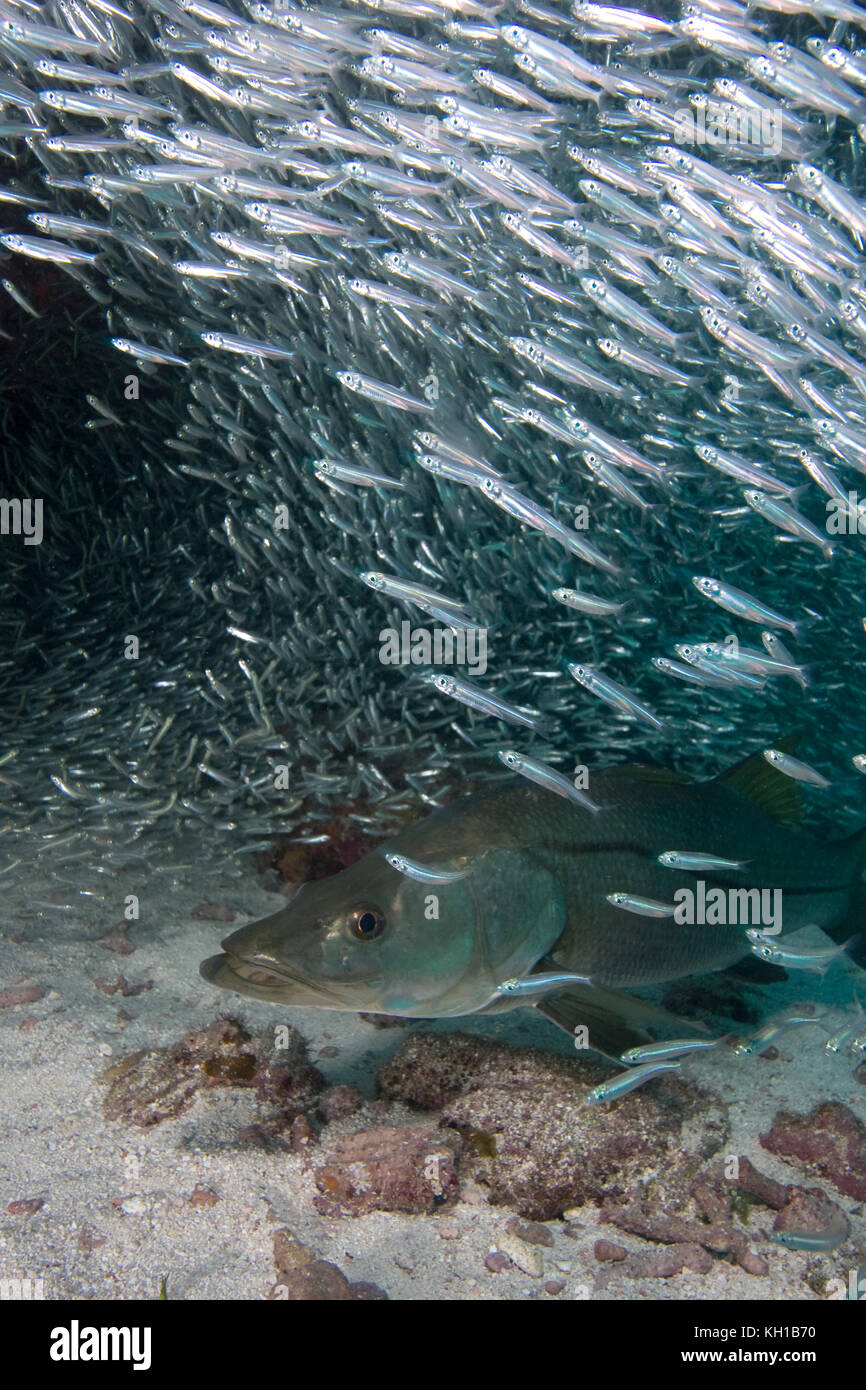 Lateral Line High Resolution Stock Photography and Images - Alamy