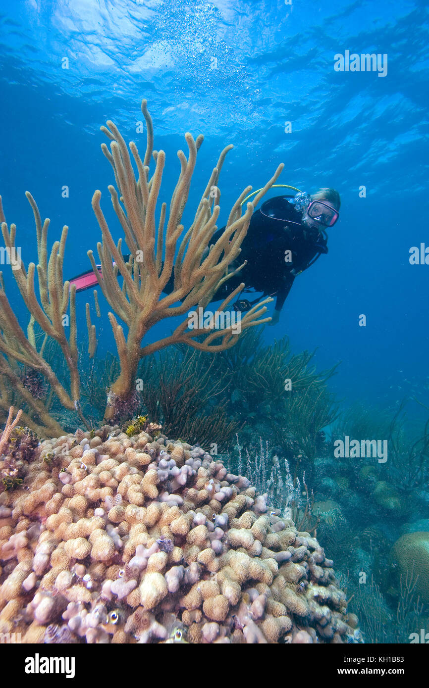Scuba diver viewing Finger Coral, (Porites sp.) Florida Keys National ...