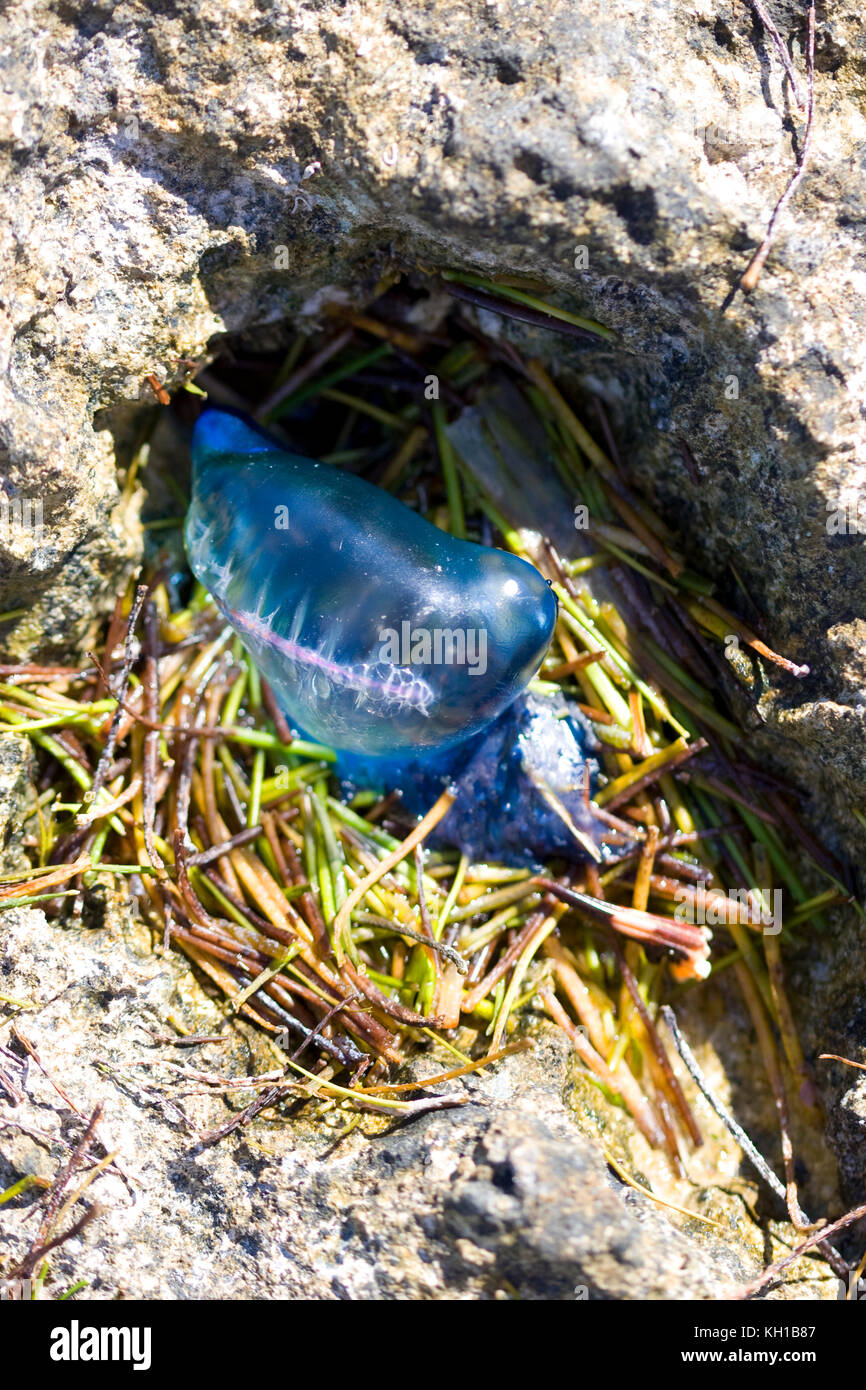 Physalia hi-res stock photography and images - Alamy