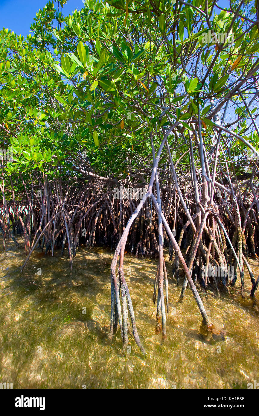 Mangrove roots at low tide on Elliott Key, Biscayne National Park ...