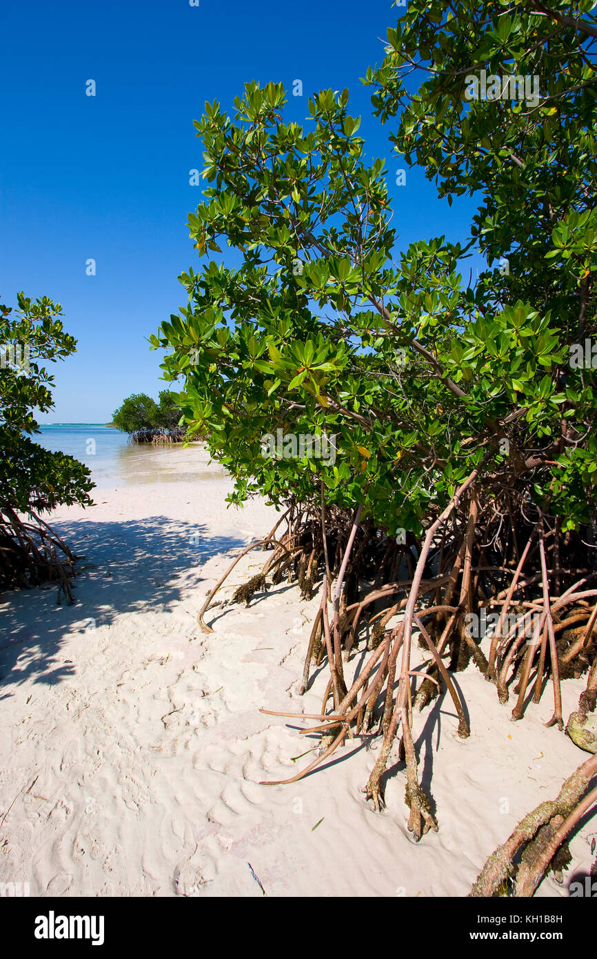 Mangrove roots at low tide on Elliott Key, Biscayne National Park ...
