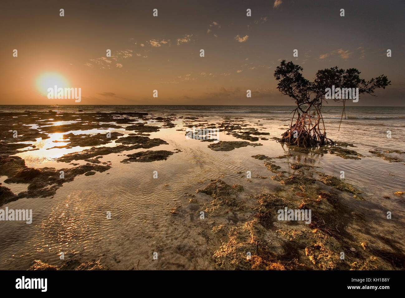 Red Mangrove at sunrise in the Florida Keys National Marine Sanctuary ...