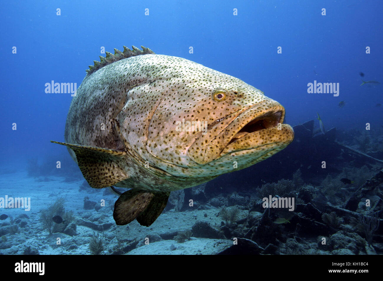 Goliath Grouper, Epinephelus itajara Stock Photo - Alamy