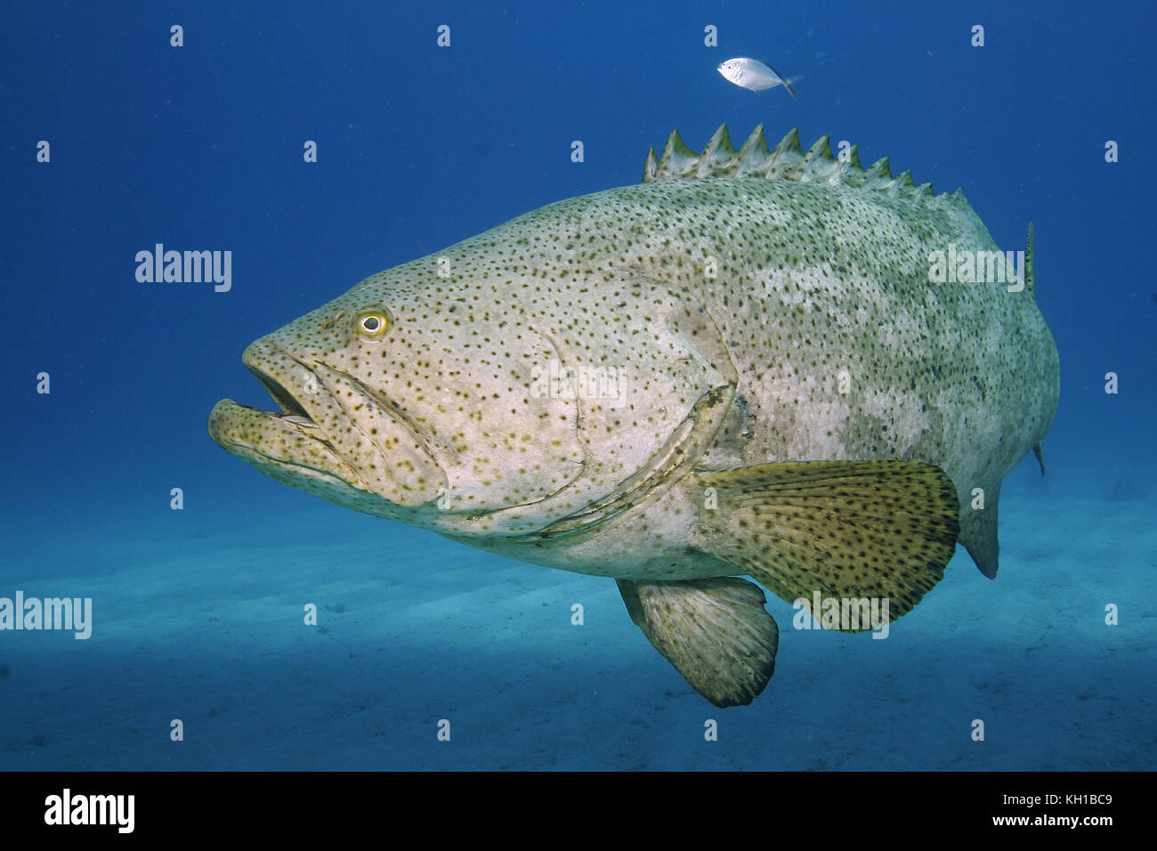 Goliath Grouper, Epinephelus itajara, Endangered Species, Florida Keys ...