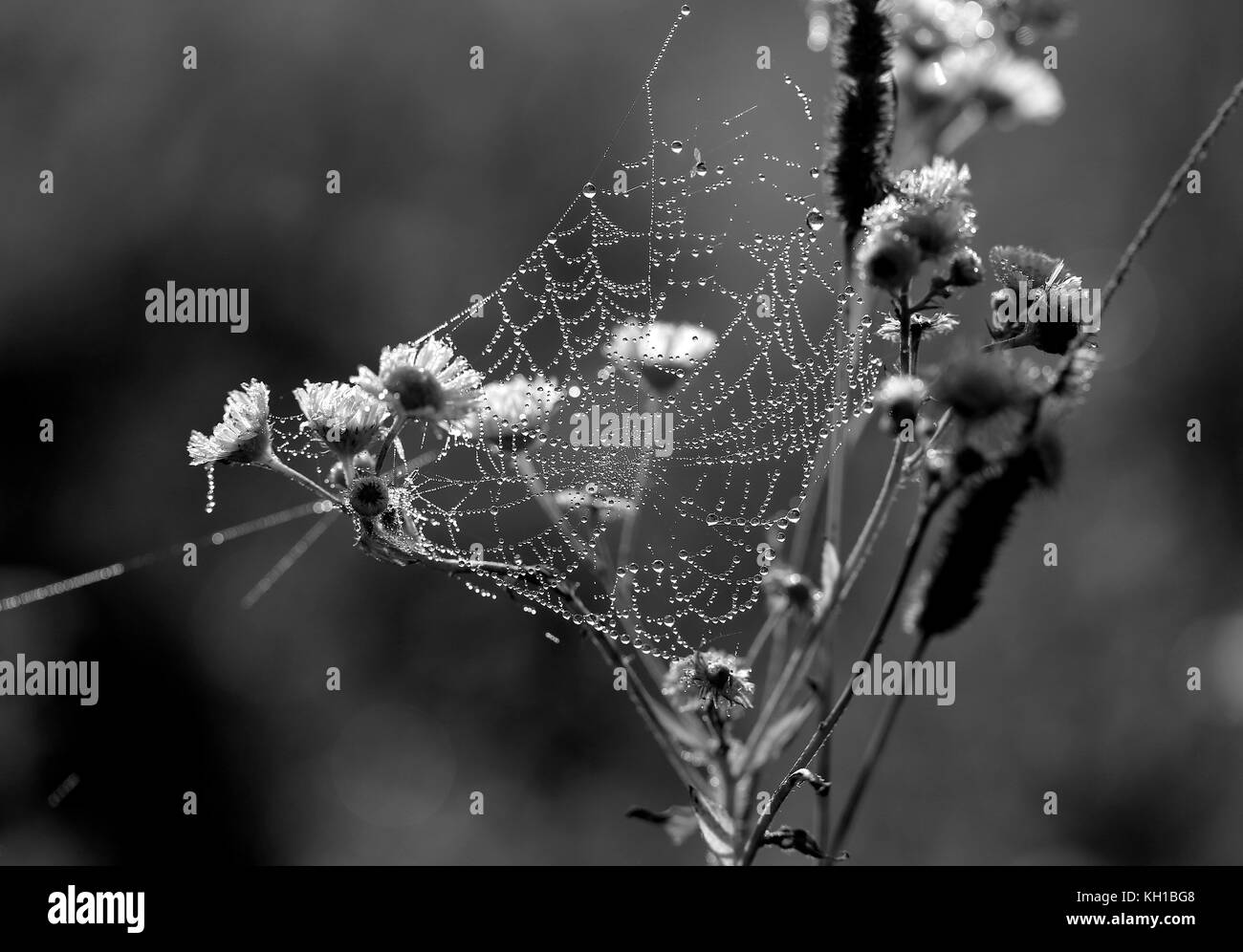 Bead flowers Black and White Stock Photos & Images - Alamy