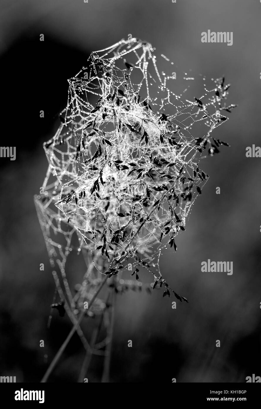 Spider web flowers dew Black and White Stock Photos & Images - Alamy