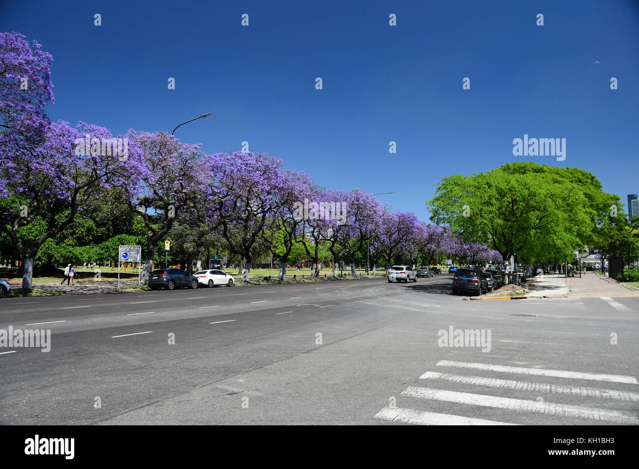 Purple Jacaranda trees in full bloom line Buenos Aires Streets in ...