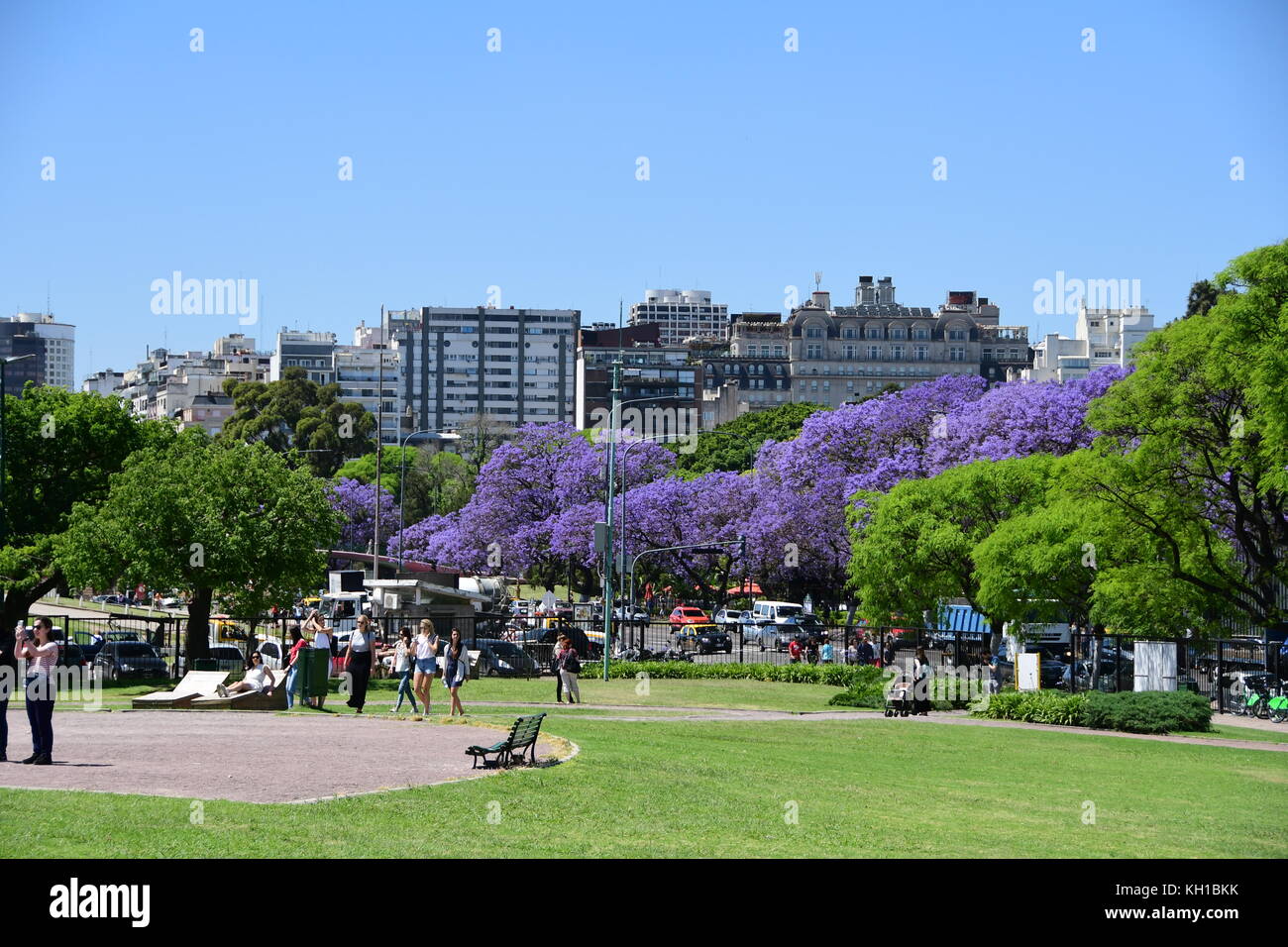 Purple Jacaranda trees in full bloom line Buenos Aires Streets in ...