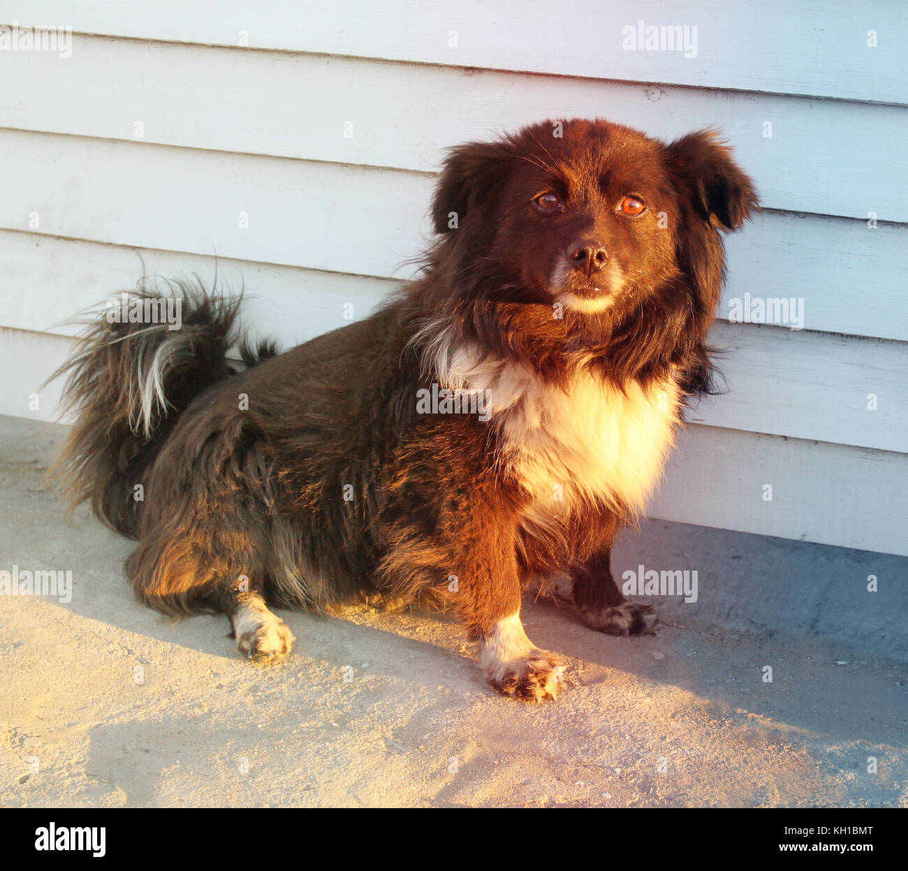 Beautiful little red dog photographed in close-up Stock Photo - Alamy
