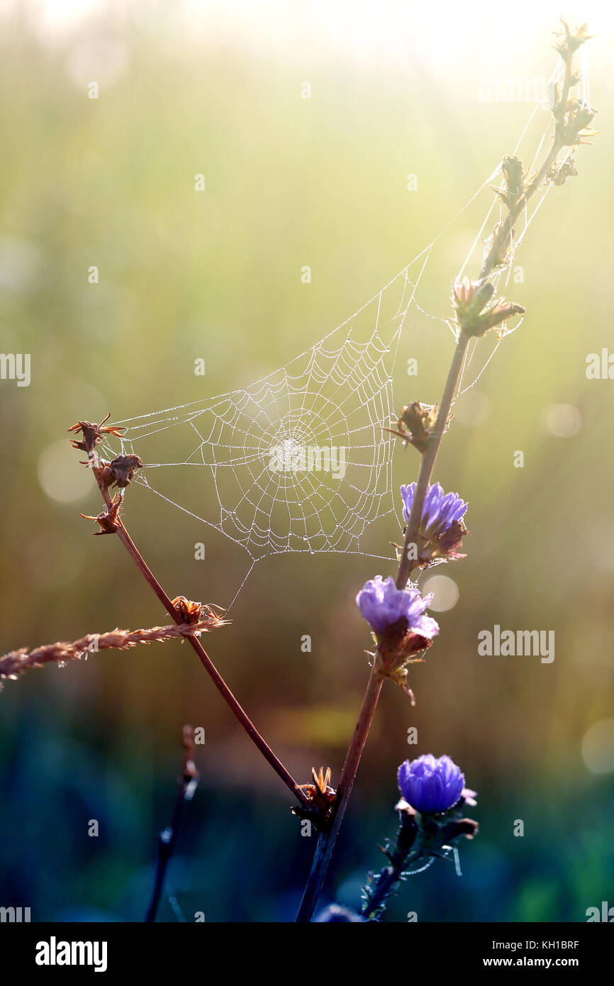 beautiful spider web on the flowers photographed in close-up Stock ...