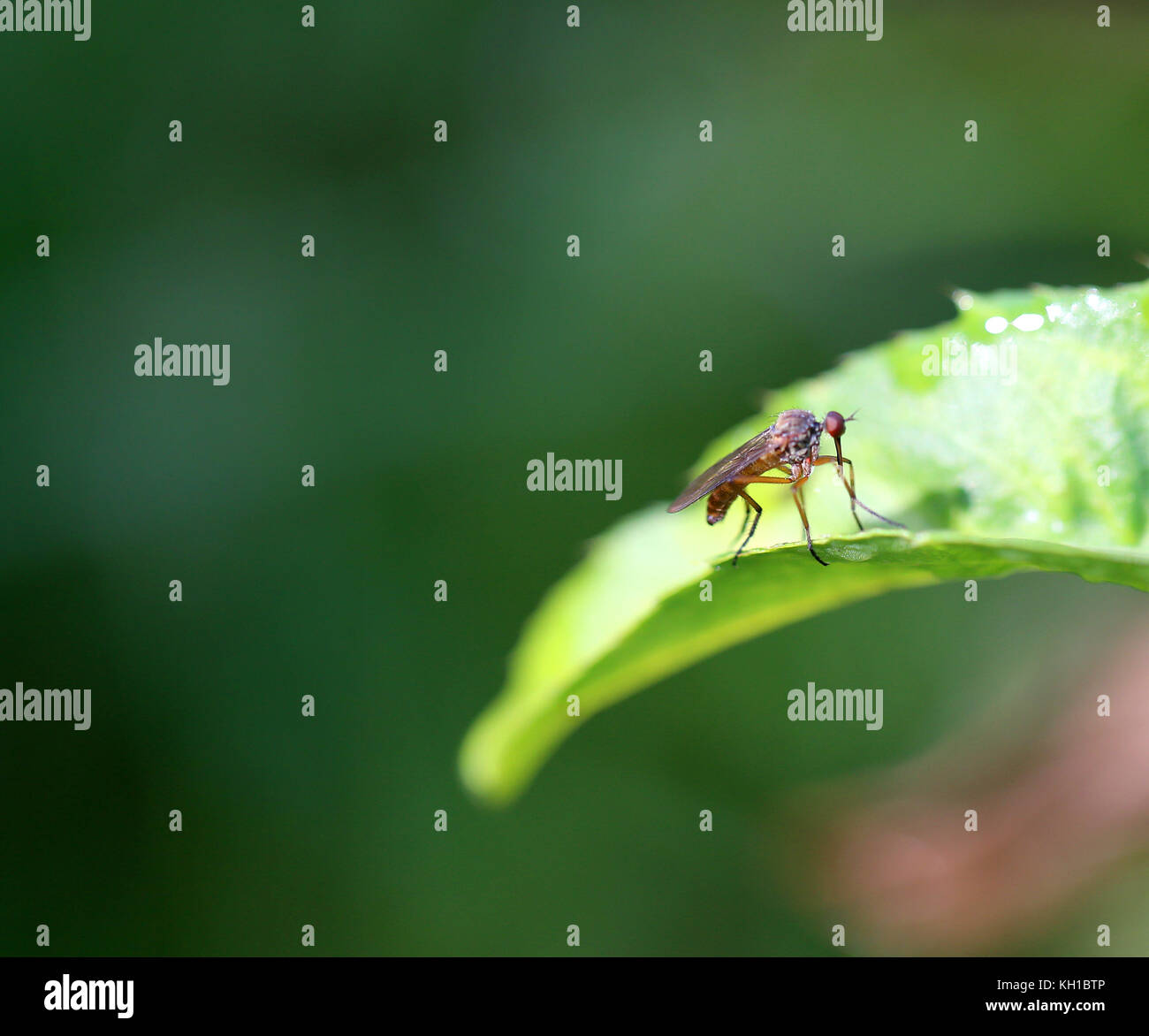Beautiful fly sitting on a plant photographed in close-up Stock Photo ...