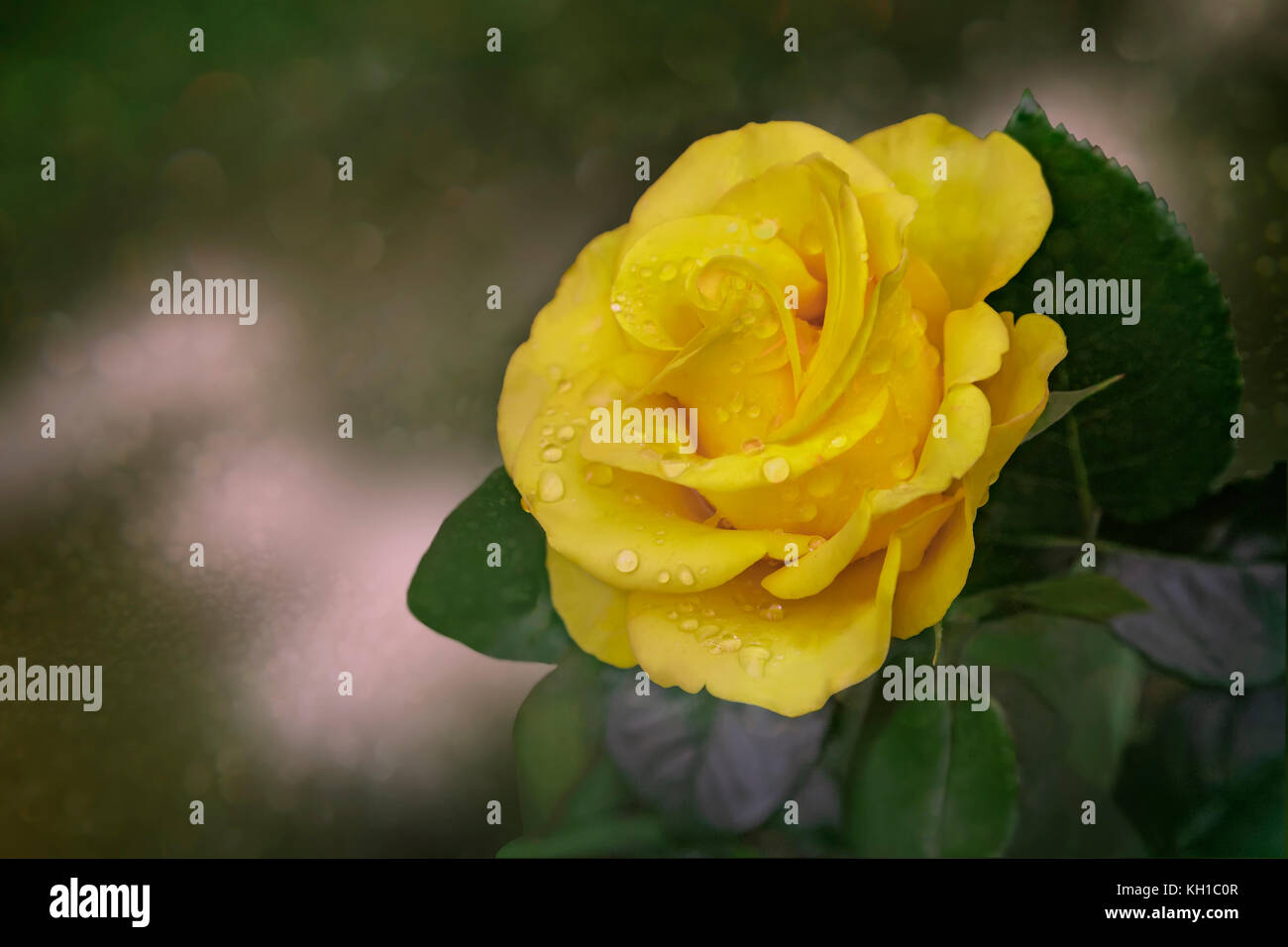 Beautiful yellow flower tea-hybrid rose , blooming in the garden ...
