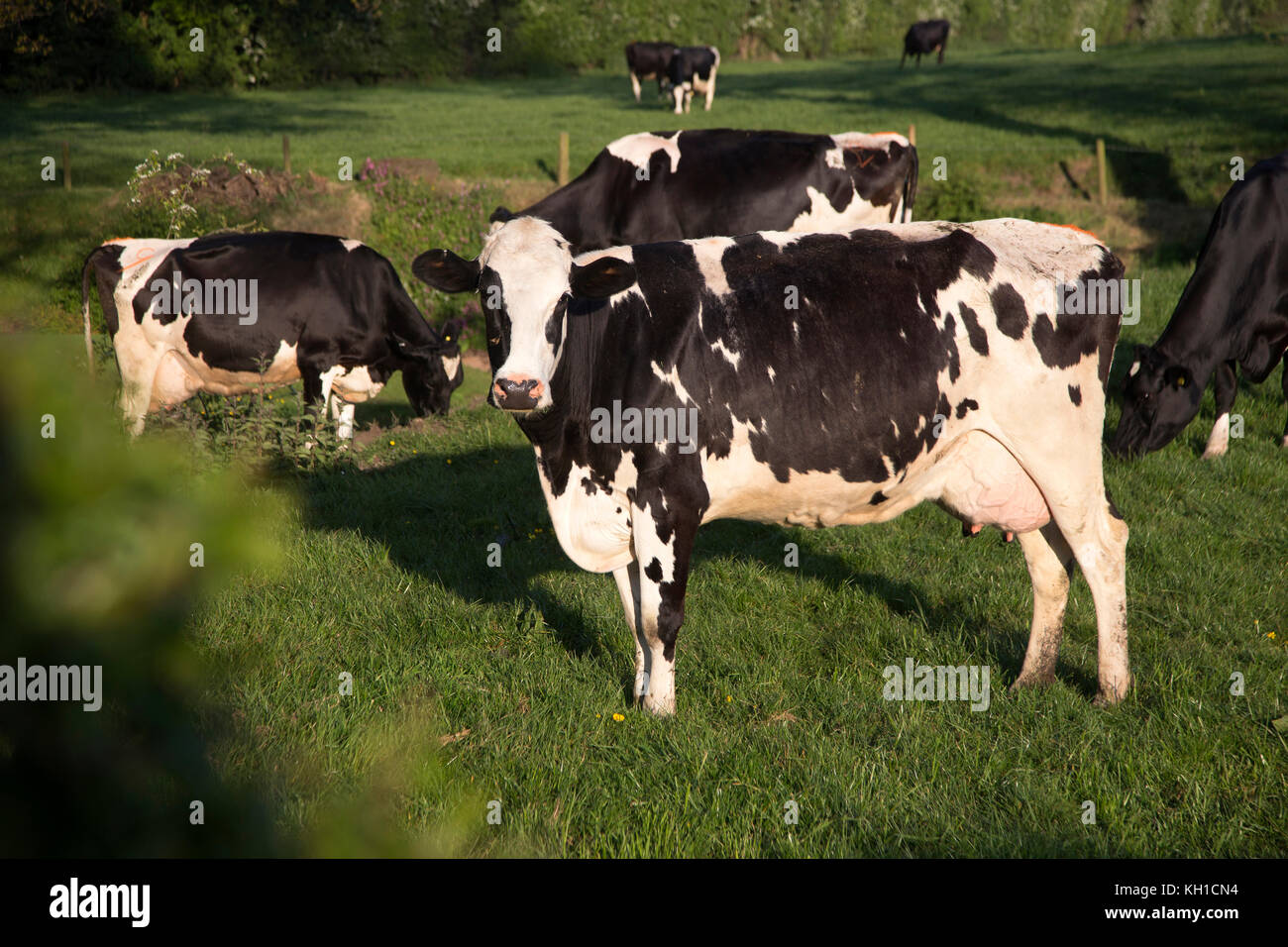 Cows in a field adjacent to the Mill Pond, near Tarporley, Cheshire in ...
