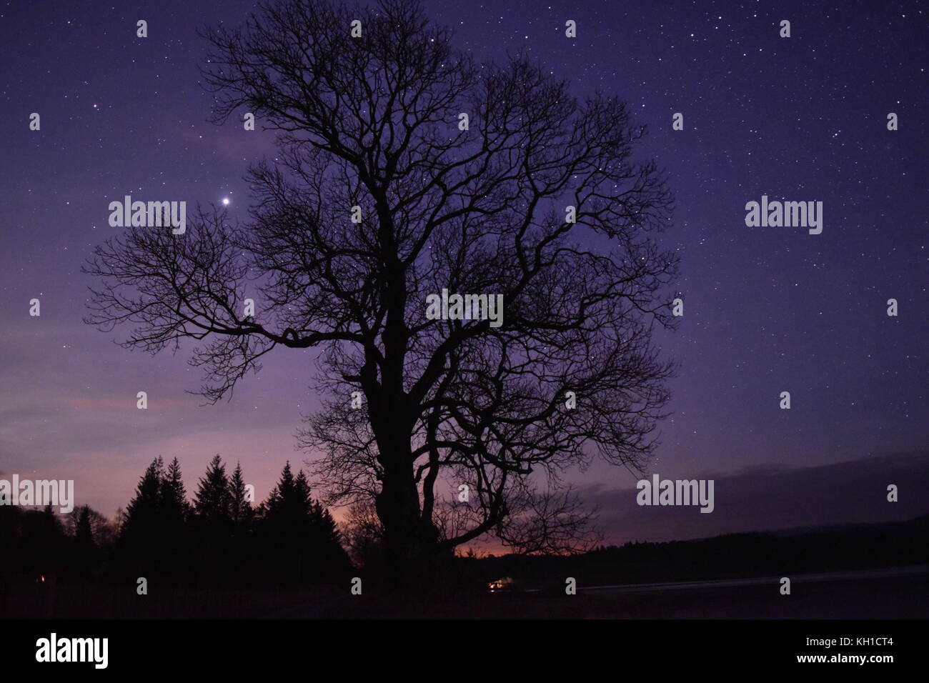 Large oak tree taken at night on the shore of Loch Etive, Scotland ...