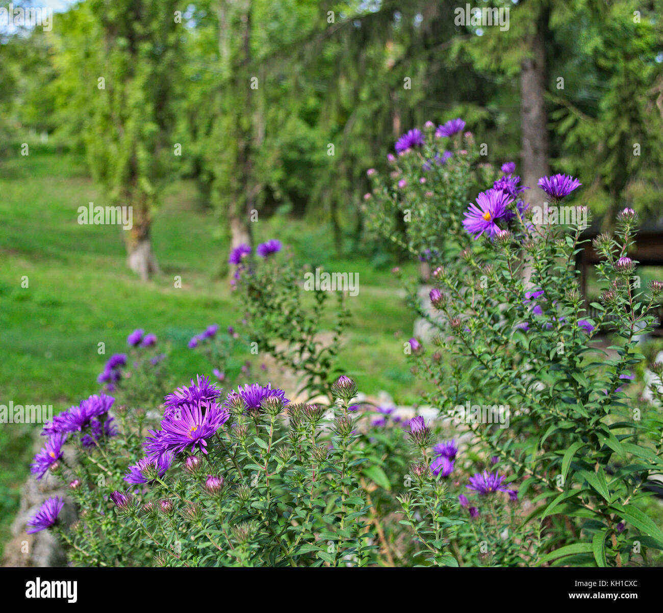 Blooming purple flowers in park Stock Photo - Alamy