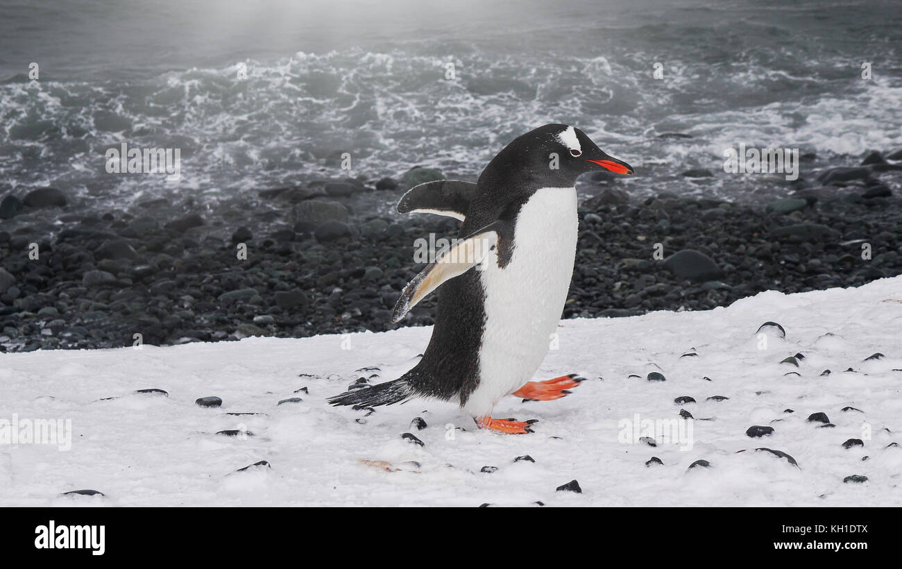 Penguin feet hi-res stock photography and images - Alamy