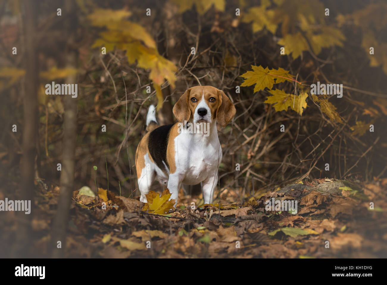 Beagle dog looking alert in wood Stock Photo - Alamy