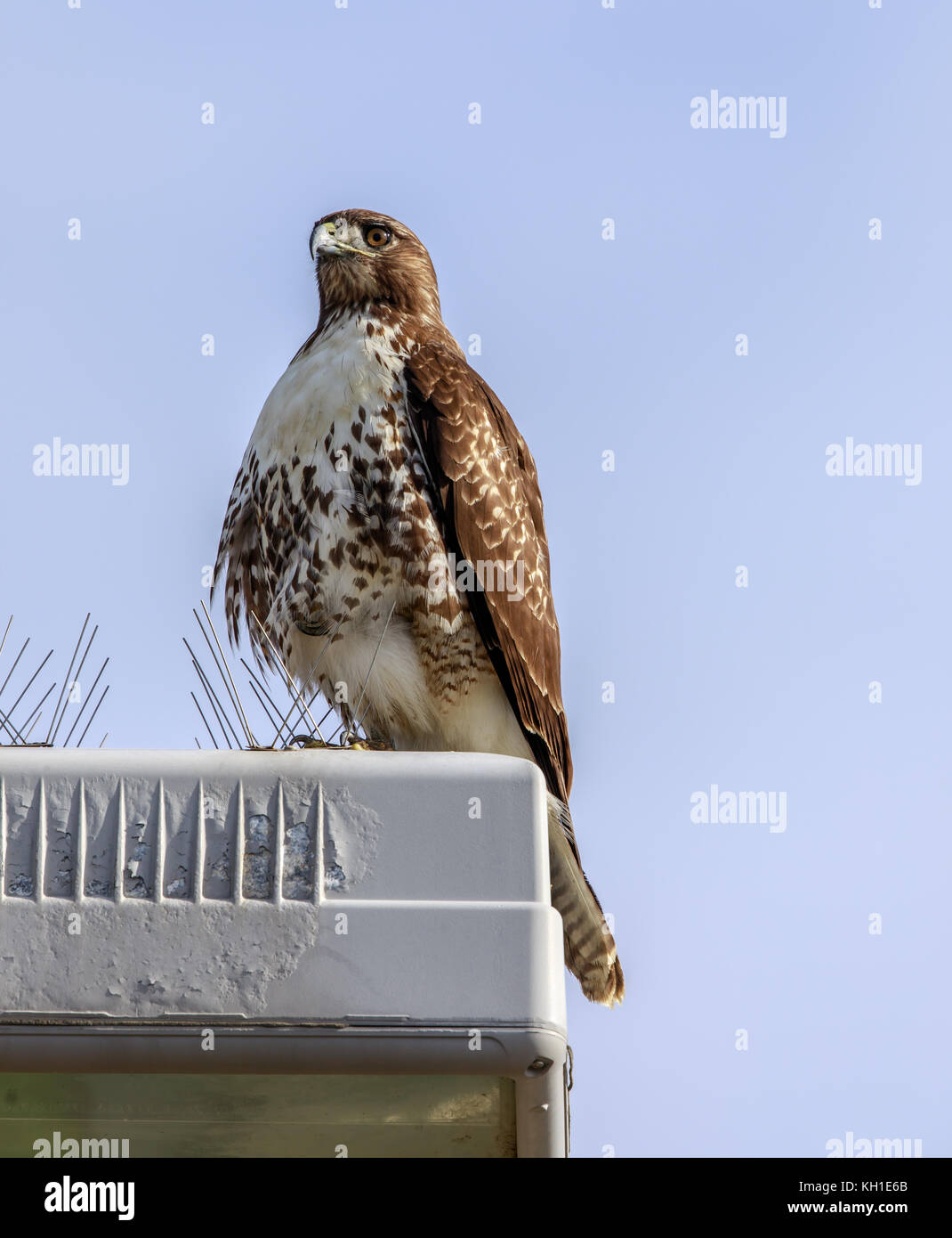 Red tailed hawk near hi-res stock photography and images - Alamy