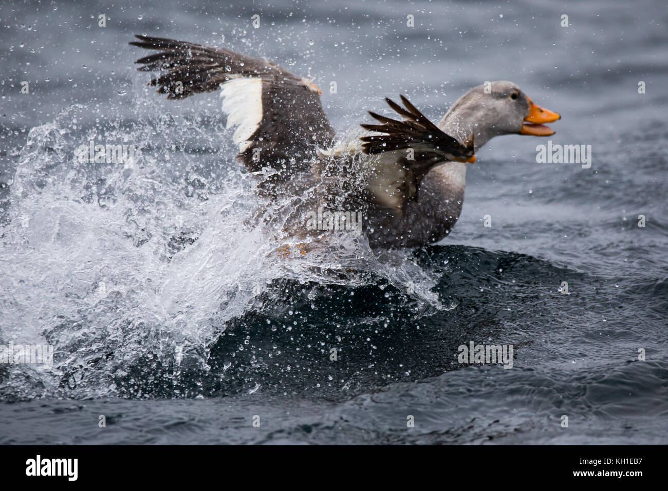 A flightless steamer duck steaming along the surface of the water in ...