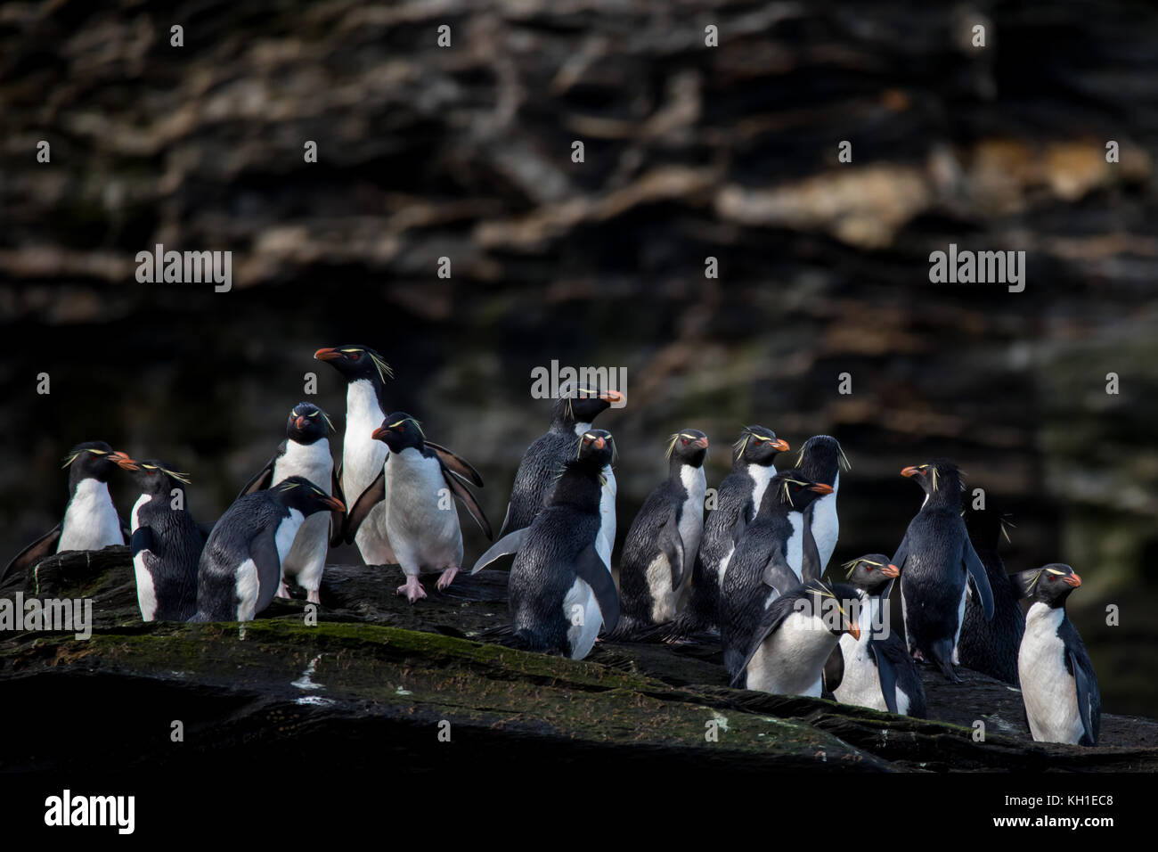 A group of Southern Rockhopper Penguins wait to enter the water off of ...