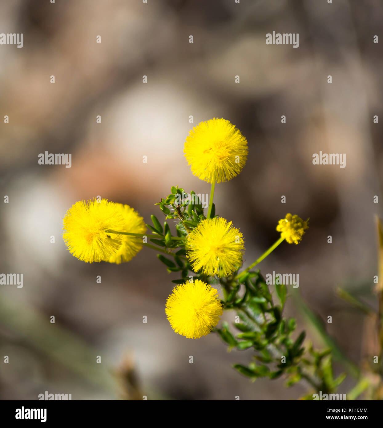 West Australian wattle acacia species blooming in Crooked Brook near ...