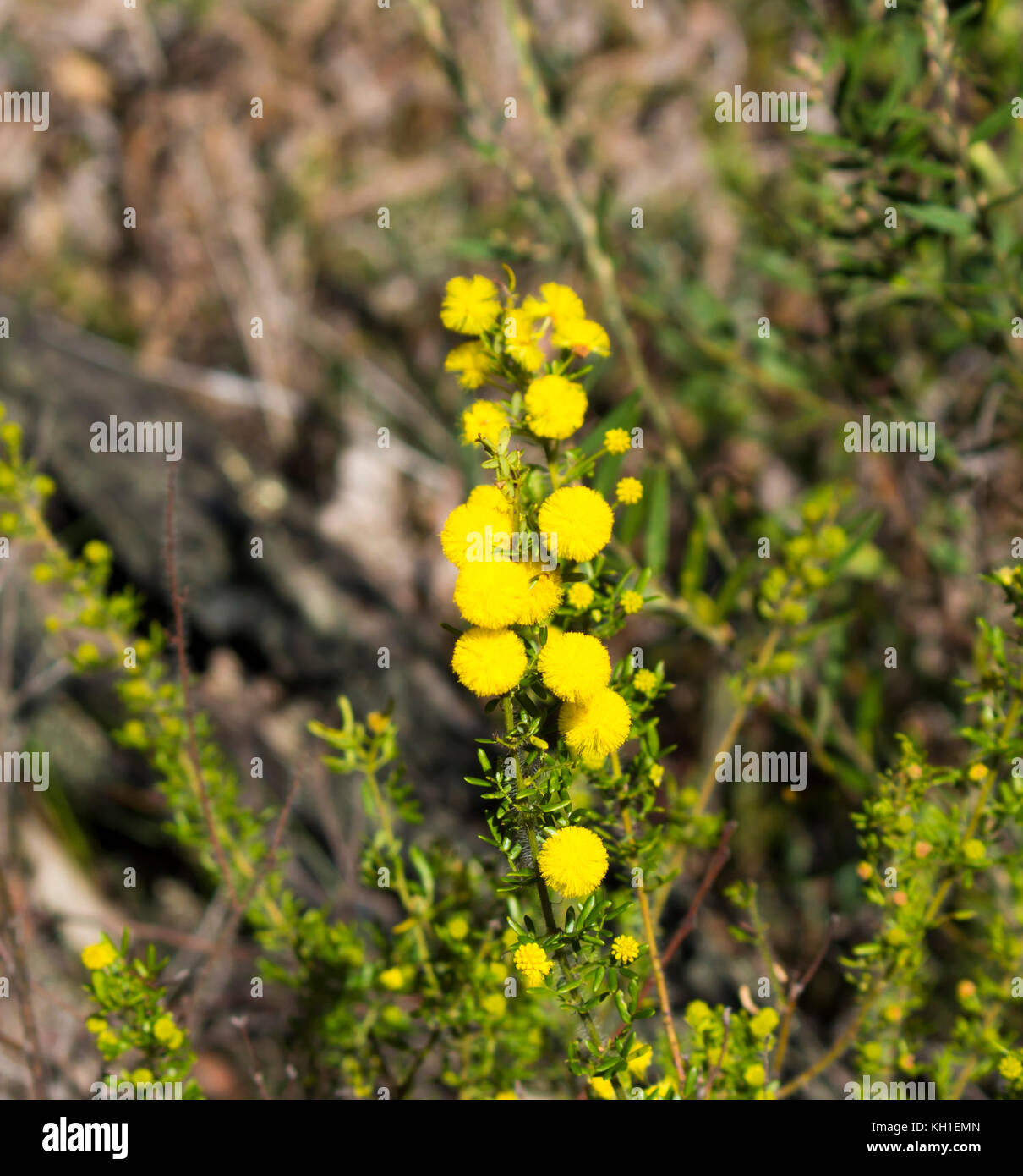 West Australian wattle acacia species blooming in Crooked Brook near ...