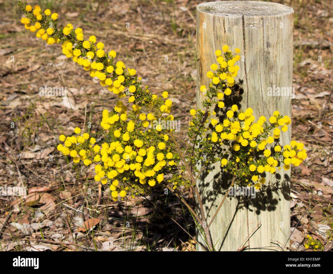 West Australian wattle acacia species blooming in Crooked Brook near ...