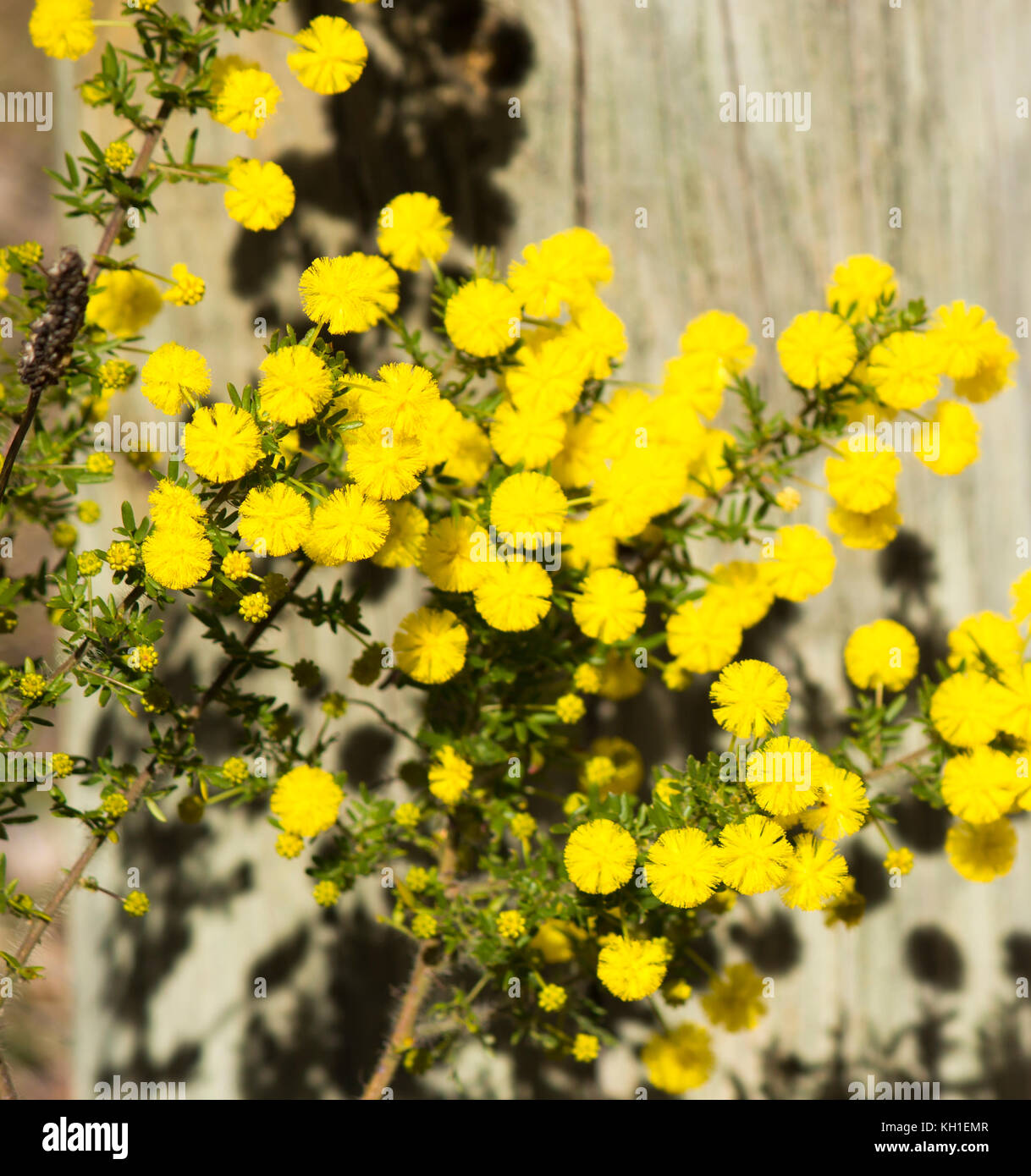 West Australian wattle acacia species blooming in Crooked Brook near ...