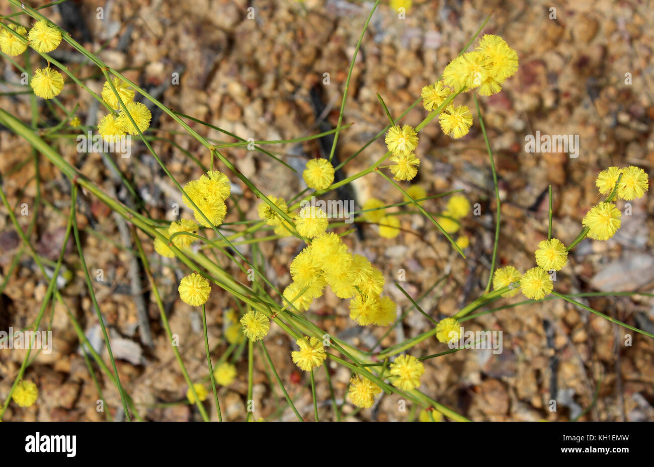 West Australian wattle acacia species blooming in Crooked Brook near ...