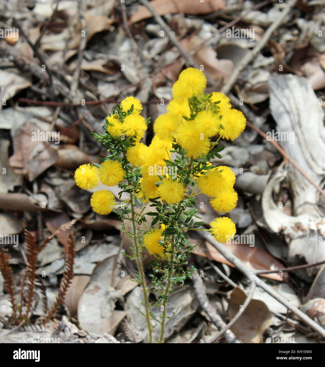 Australian bird in wattle tree hi-res stock photography and images - Alamy