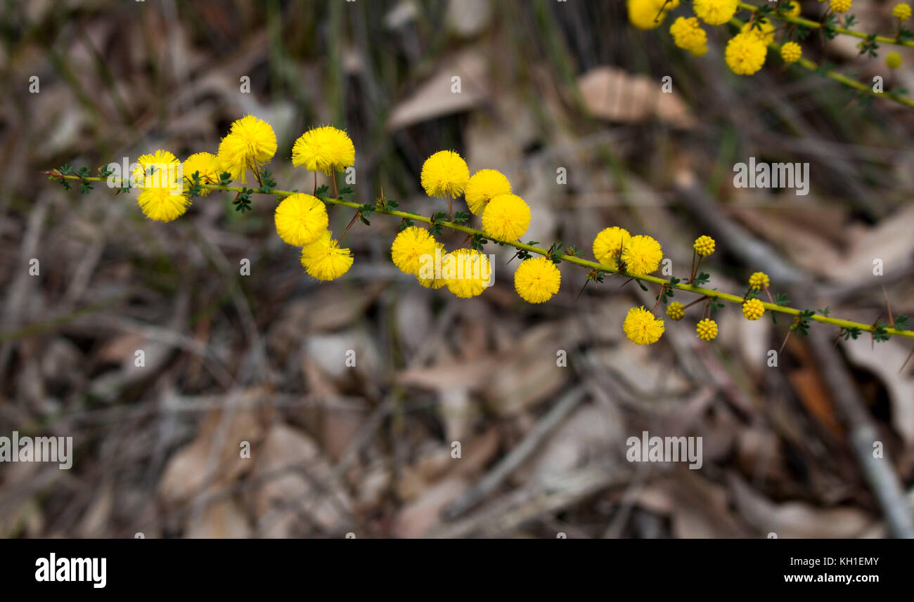 West Australian wattle acacia species blooming in Crooked Brook near ...