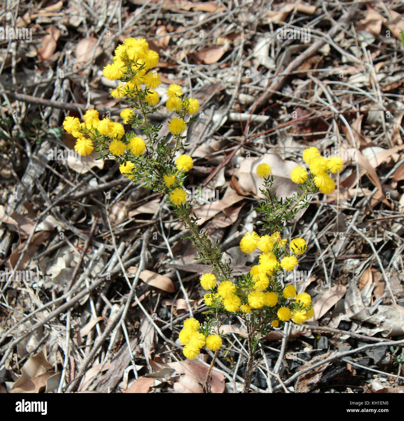 West Australian wattle acacia species blooming in Crooked Brook near ...