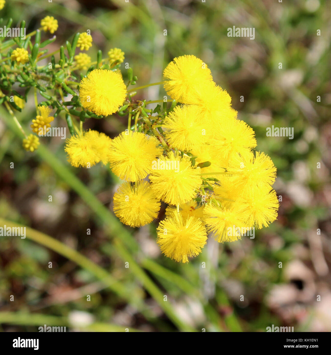 West Australian wattle acacia species blooming in Crooked Brook near ...