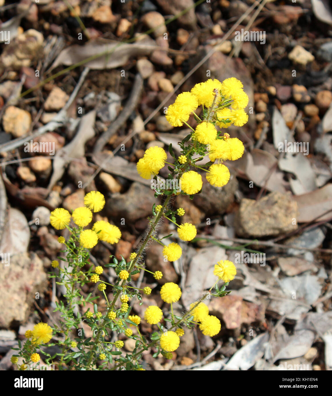 West Australian wattle acacia species blooming in Crooked Brook near ...