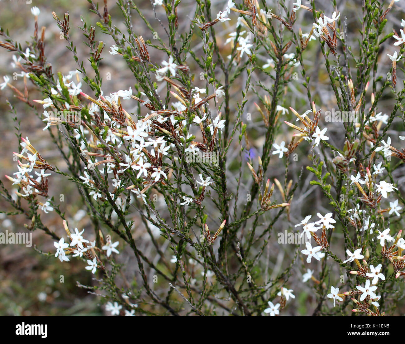 Wildflower Lysinema ciliatum a small genus of flowering plants in the ...