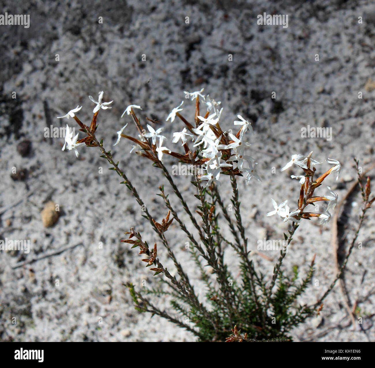 Wildflower Lysinema ciliatum a small genus of flowering plants in the ...