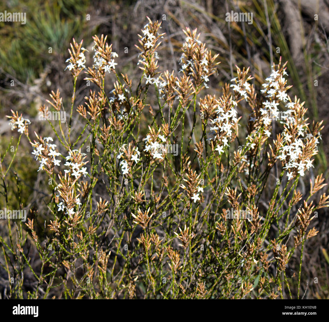 Wildflower Lysinema ciliatum a small genus of flowering plants in the ...