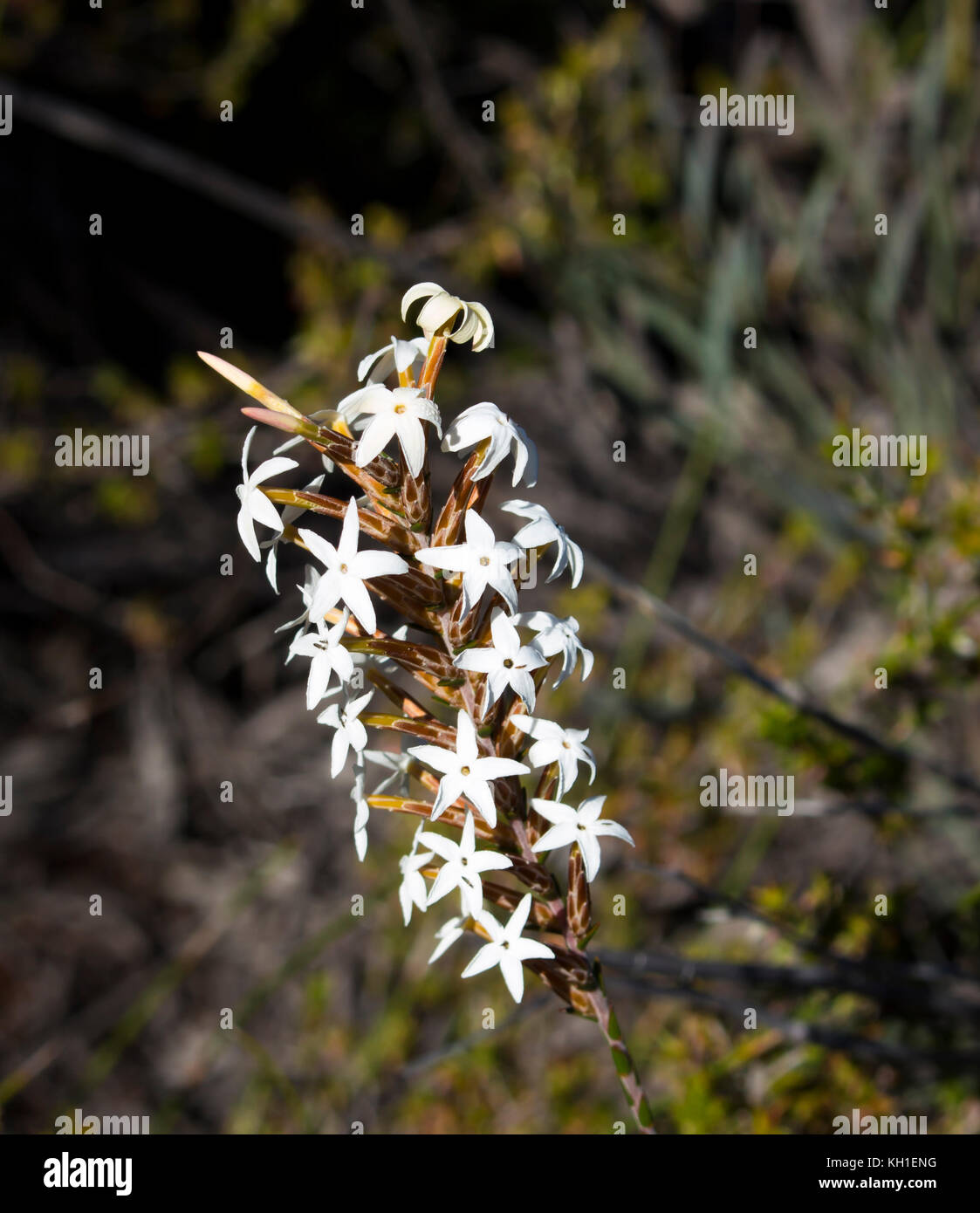 Wildflower Lysinema ciliatum a small genus of flowering plants in the ...