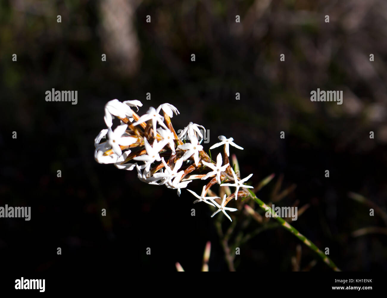 Wildflower Lysinema ciliatum a small genus of flowering plants in the ...