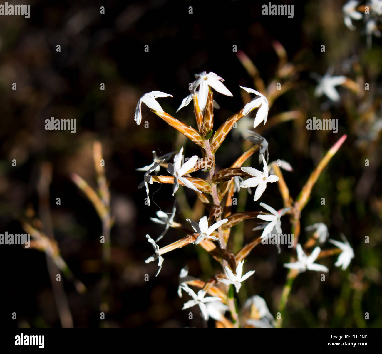 Wildflower Lysinema ciliatum a small genus of flowering plants in the ...