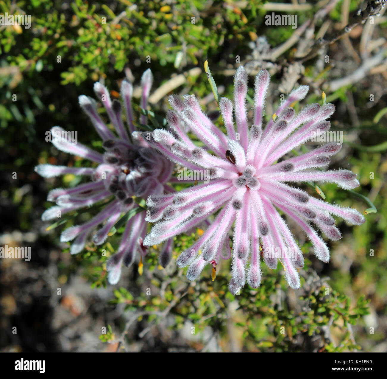 Quaint Petrophile linearis, pixie mops, a shrub in the plant genus ...
