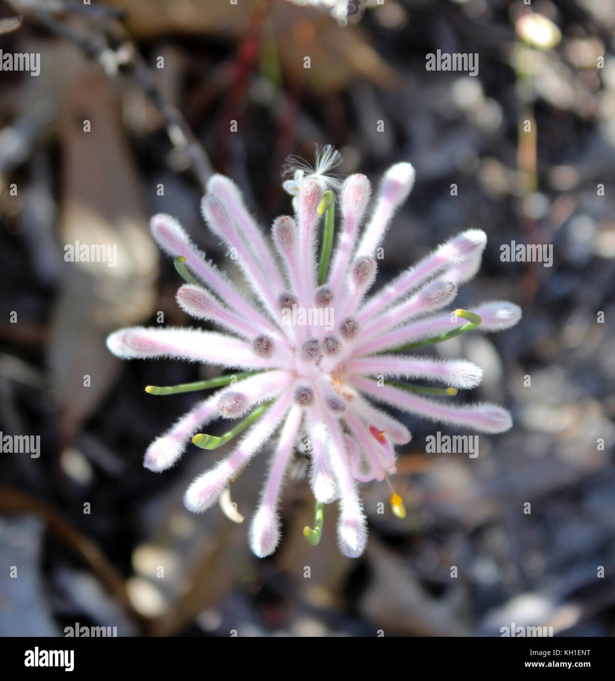 Quaint Petrophile linearis, pixie mops, a shrub in the plant genus ...