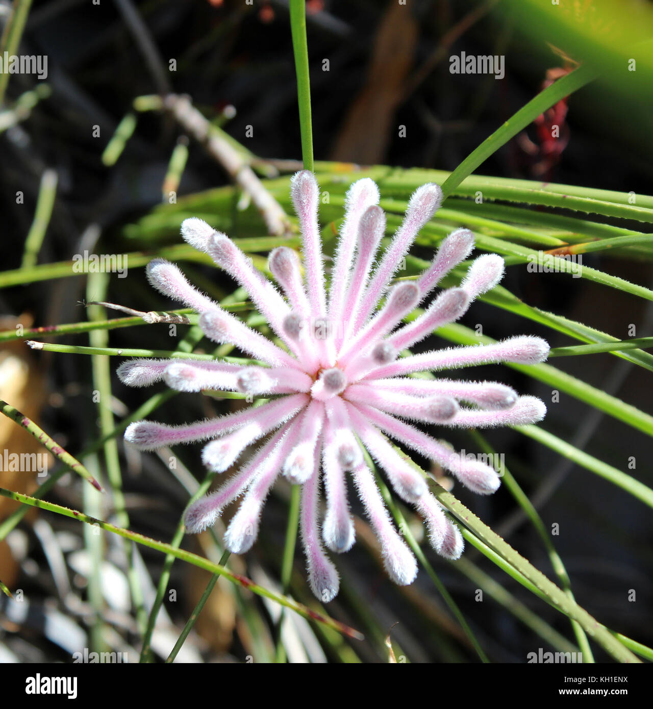 Quaint Petrophile linearis, pixie mops, a shrub in the plant genus ...