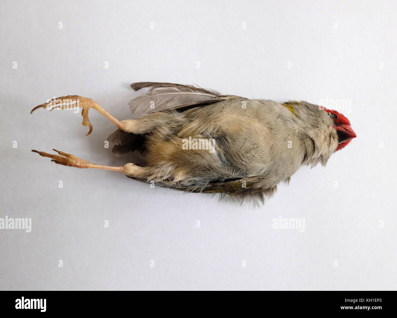 dead red browed firetail Australian finch, Neochmia temporalis with ...