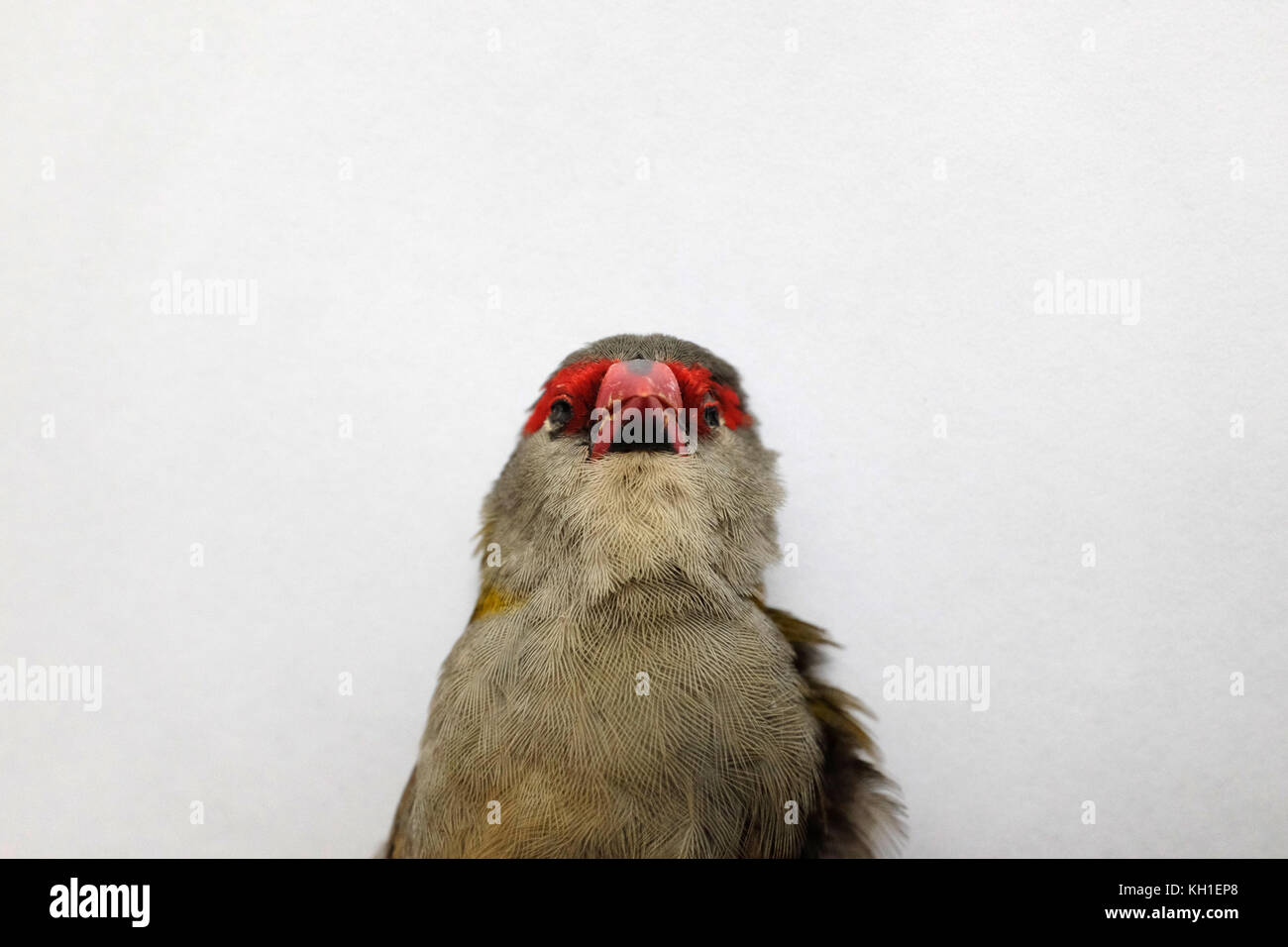 Australian firetail finch hi-res stock photography and images - Alamy