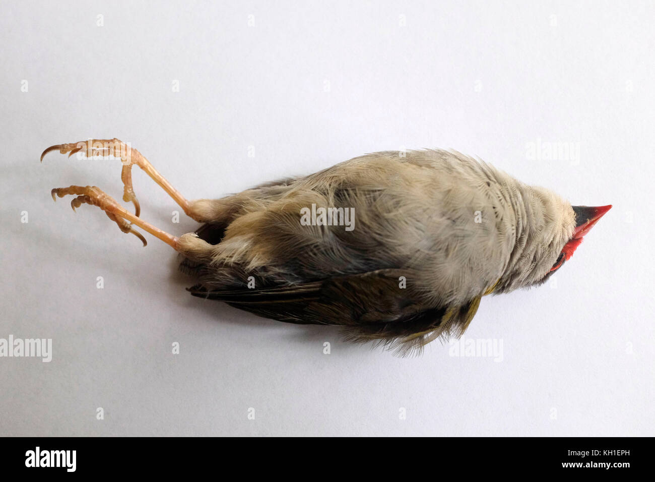 dead red browed firetail Australian finch, Neochmia temporalis with ...