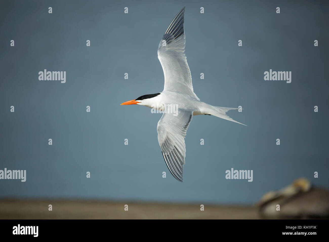 Bird with mask like batman Stock Photo - Alamy