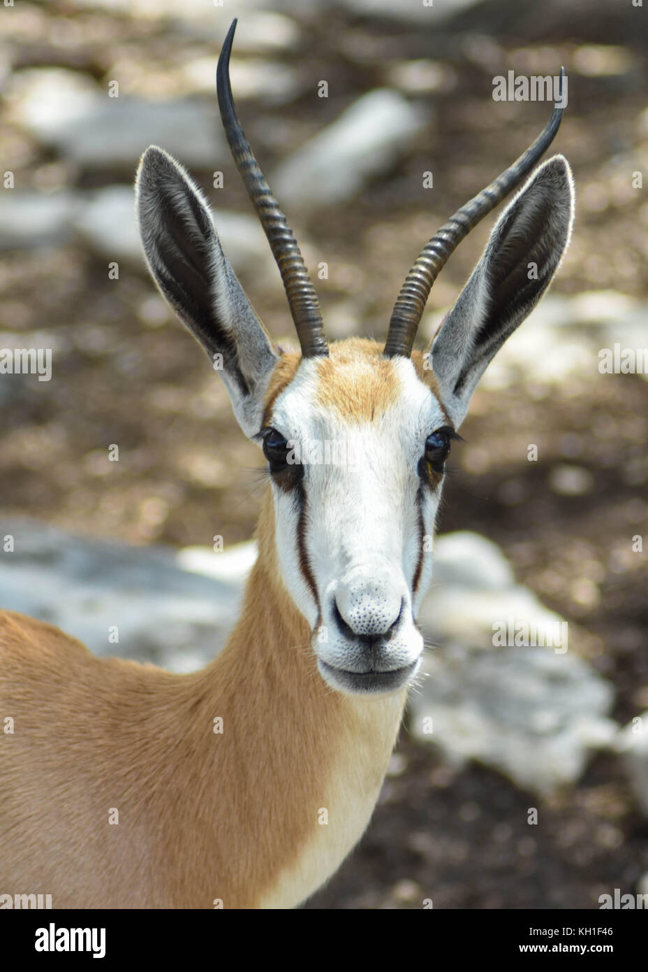 Portrait of a Springbok Stock Photo - Alamy